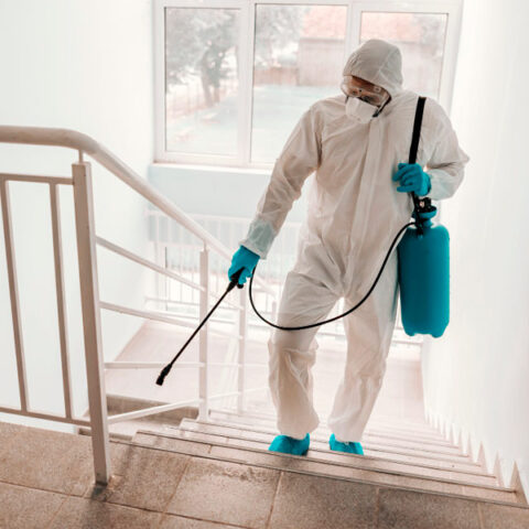 Fumigar cucarachas y más Fumigaciones de cucarachas